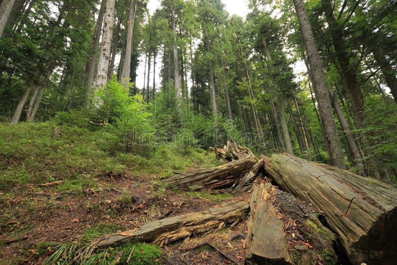 Rotten Tree Landscape stock photo. Image of pine, rotten - 79914036