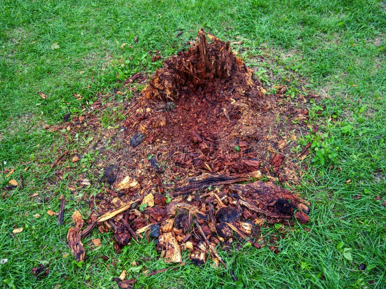 Rotten tree log on grass stock photo. Image of chunk - 301868616