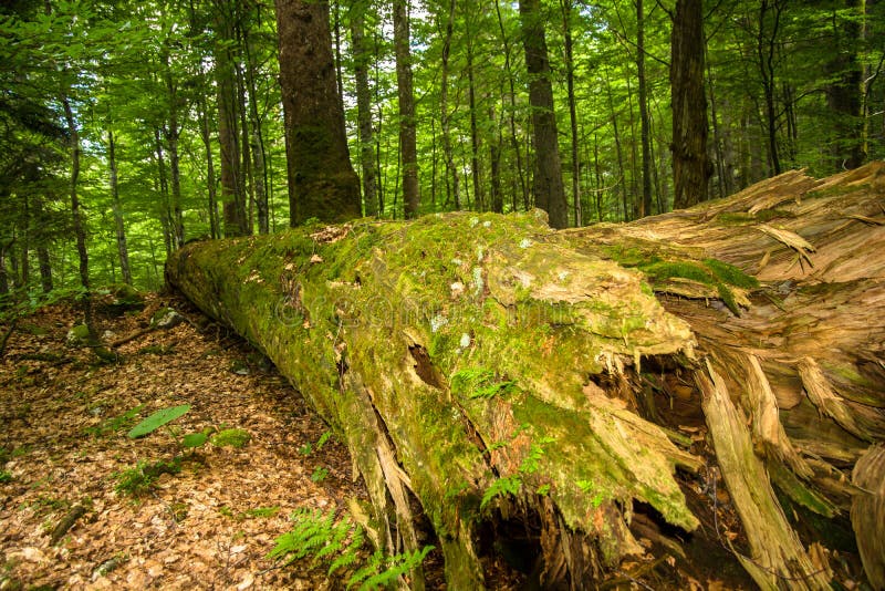Rotten tree stump stock photo. Image of dead, grassy - 12889424