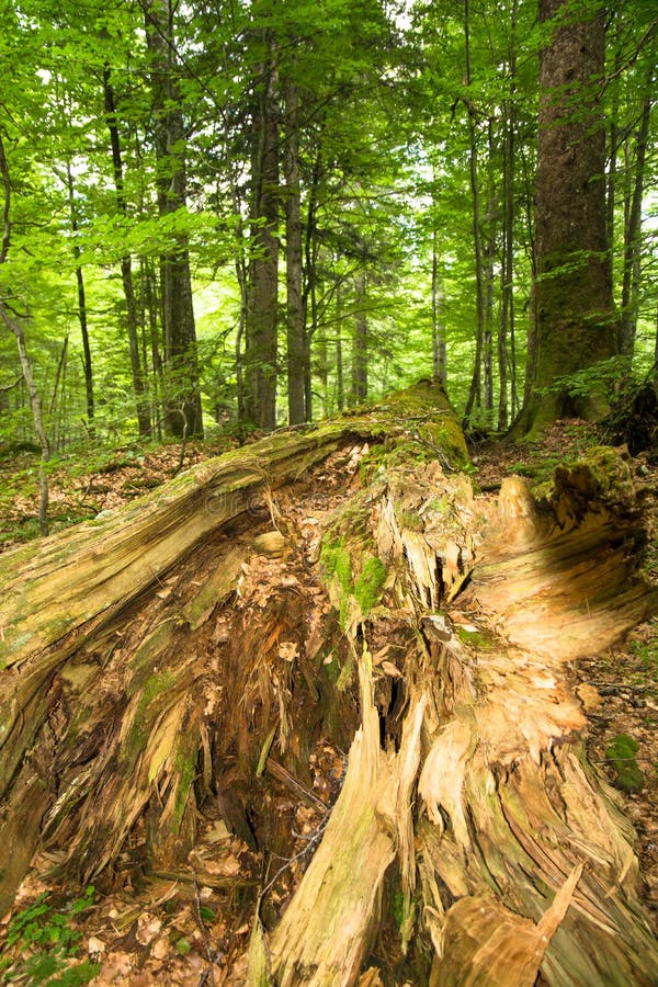 Rotten Tree Lying on the Forest Ground Stock Image - Image of decease ...