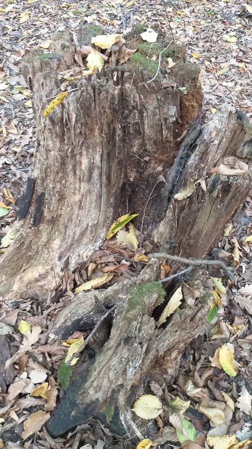 Rotten tree n the forest! stock photo. Image of animal - 198050248