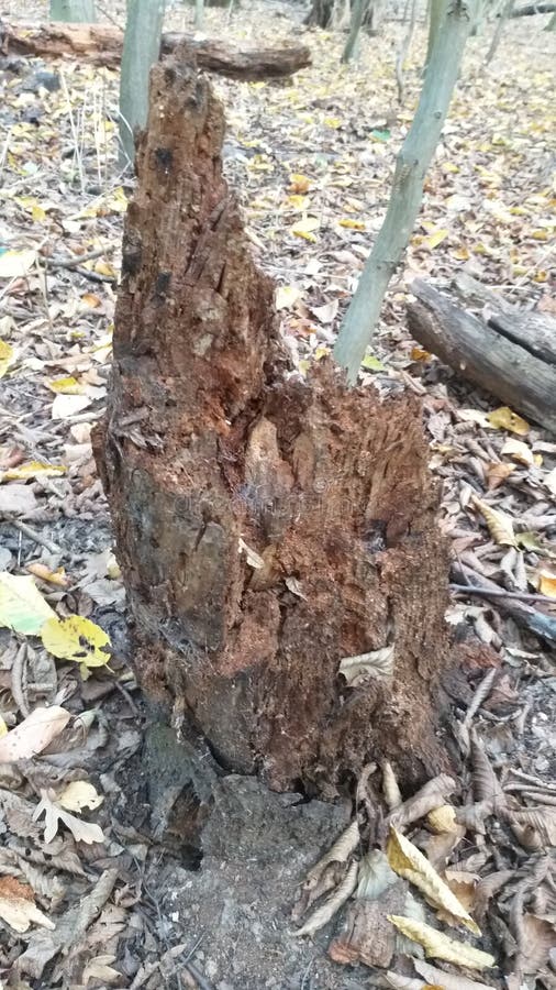 Rotten tree n the forest! stock photo. Image of bird - 198050262