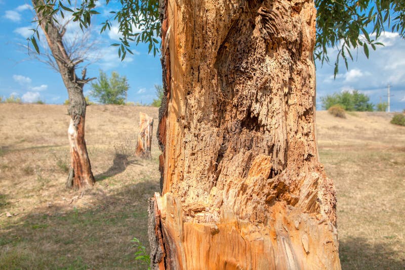 Trunk Of Fallen Rotten Pine Tree Stock Image - Image of dust, stump ...