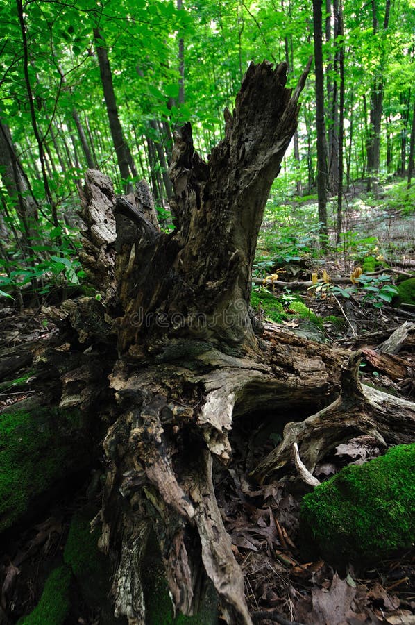 Rotten tree trunk stock image. Image of showing, edge - 79840753