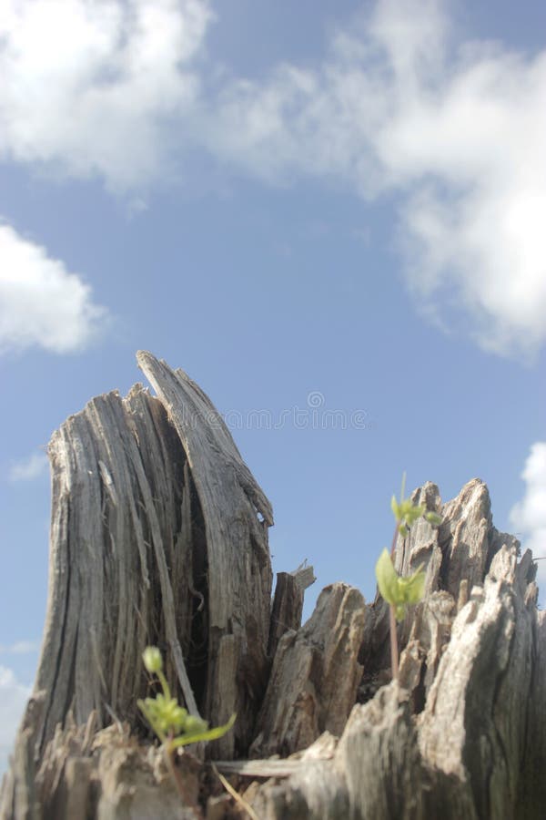 Rotten tree root and sky stock image. Image of root - 164268457