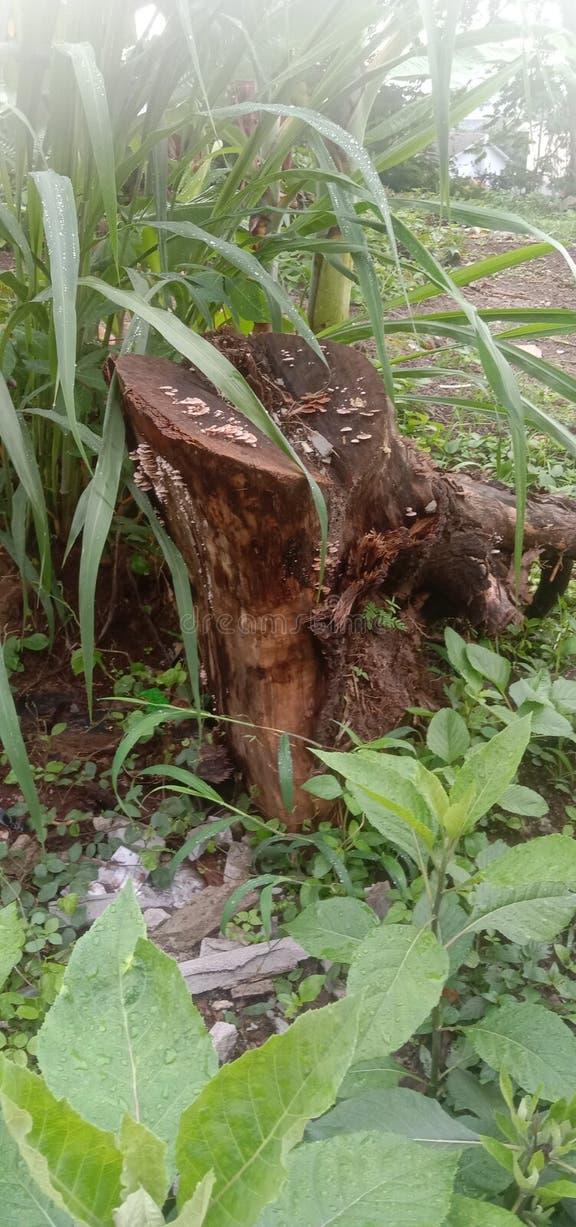 Rotten Tree Roots on the Side of the Road Stock Photo - Image of road ...