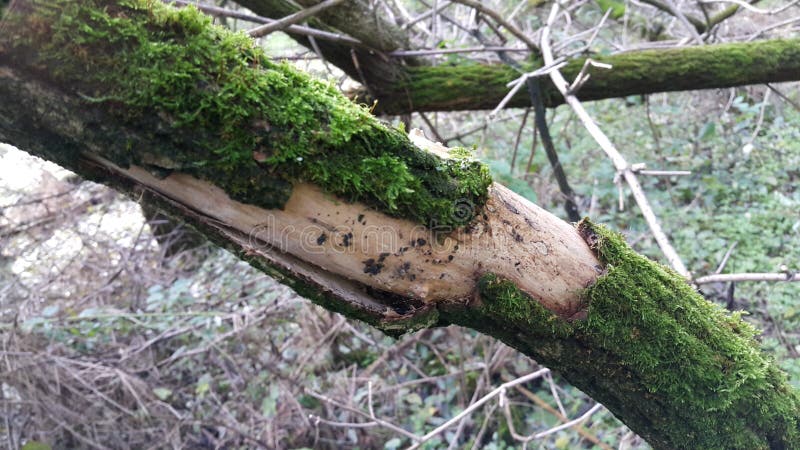 Rotten tree stock photo. Image of forest, moss, thick - 129227002