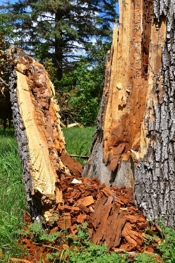 Rotten Tree Splits in Half. Stock Image - Image of nature, trunk: 121905841