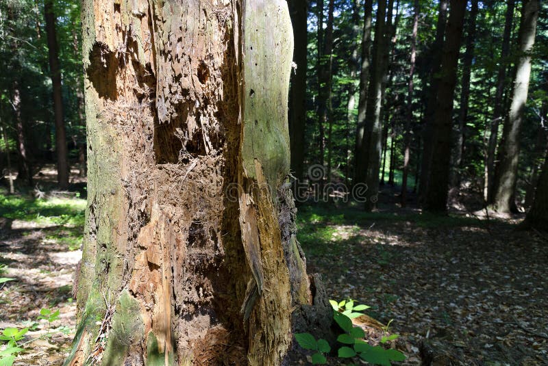 Rotten tree stem stock image. Image of house, rotten - 75938983