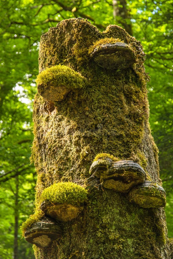 Rotten Tree Lying on the Forest Ground Stock Photo - Image of bark ...