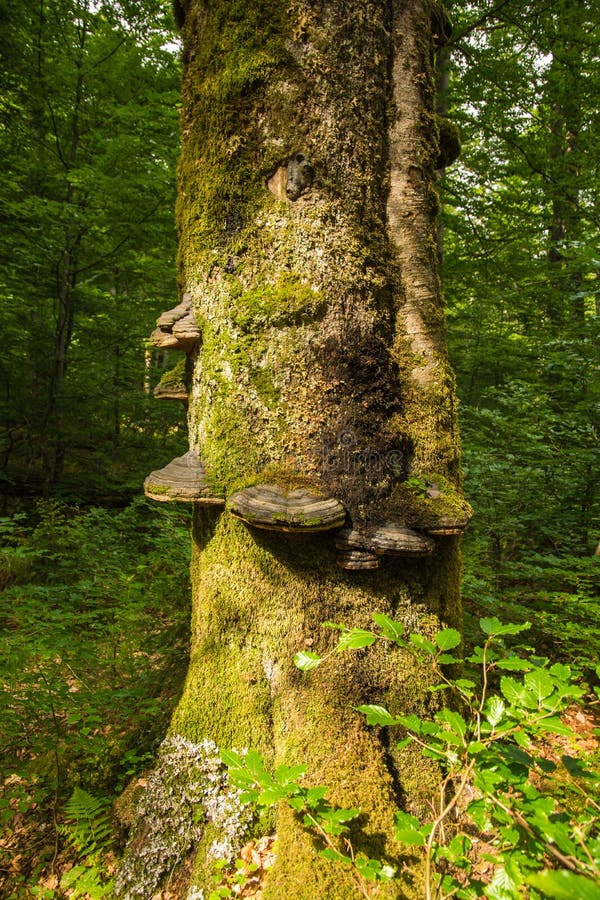 Rotten Tree Stem with Tinder Fungus in the Sunlight Stock Photo - Image ...