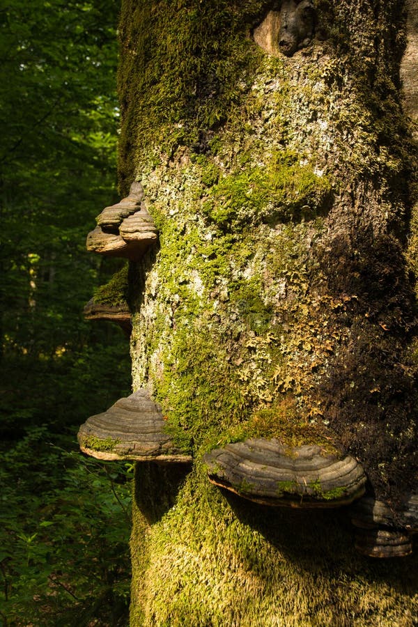 Rotten Tree Stem with Tinder Fungus in the Sunlight Stock Image - Image ...