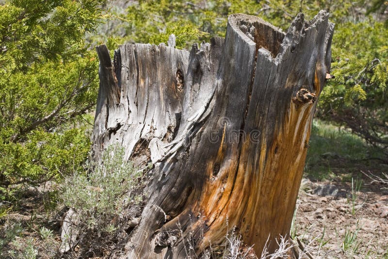 Rotten tree stump stock photo. Image of dead, grassy - 12889424