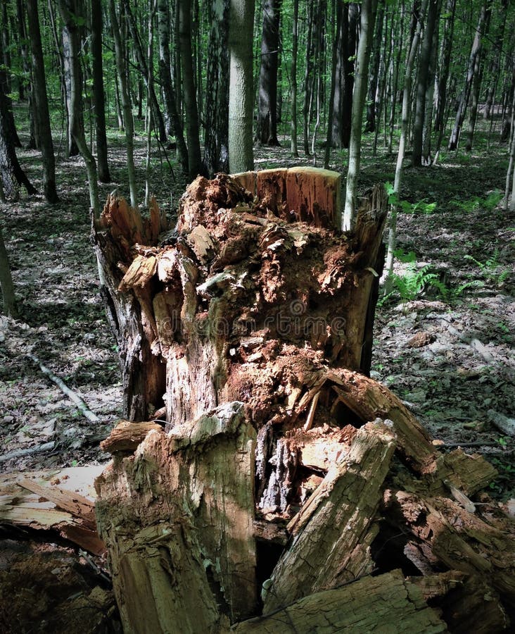 A Rotten Tree Stump Becomes a Monster, a Goblin, a Troll, a Pirate If ...
