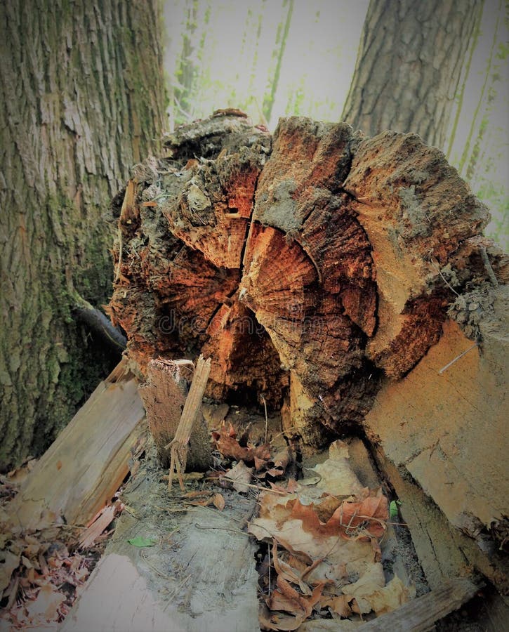 A Rotten Tree Stump Becomes a Monster, a Goblin, a Troll, a Pirate If ...