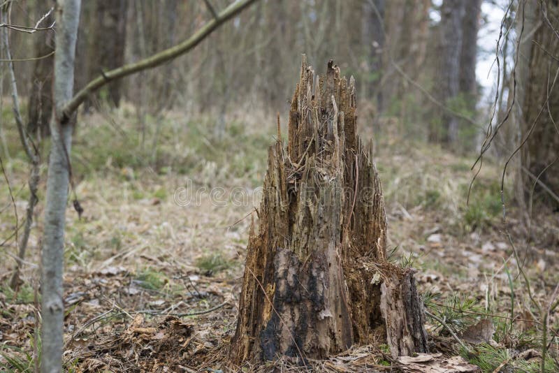 Rotten Tree Stump in the Forest Stock Photo - Image of remains ...
