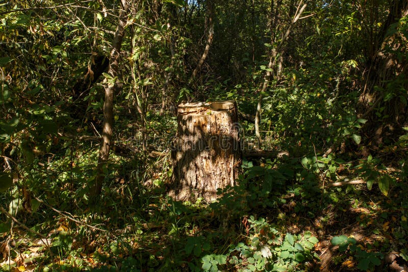 Rotten Tree Stump in the Forest Stock Photo - Image of forest, outdoor ...