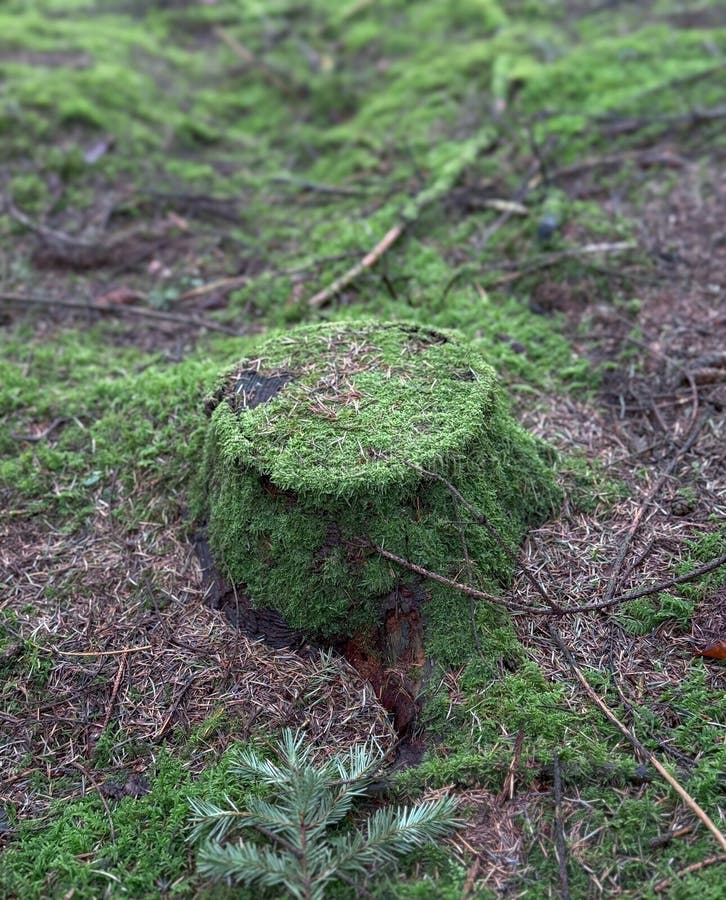 Rotten Tree Stump in Front of Hohenzollern Castle in Spring with ...