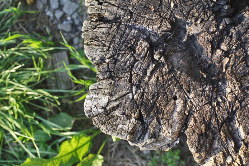 Rotten tree stump stock photo. Image of trees, natural - 30760002