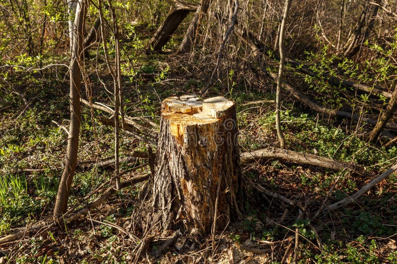 Rotten Tree Stump in the Forest. Stock Image - Image of tree, wood ...