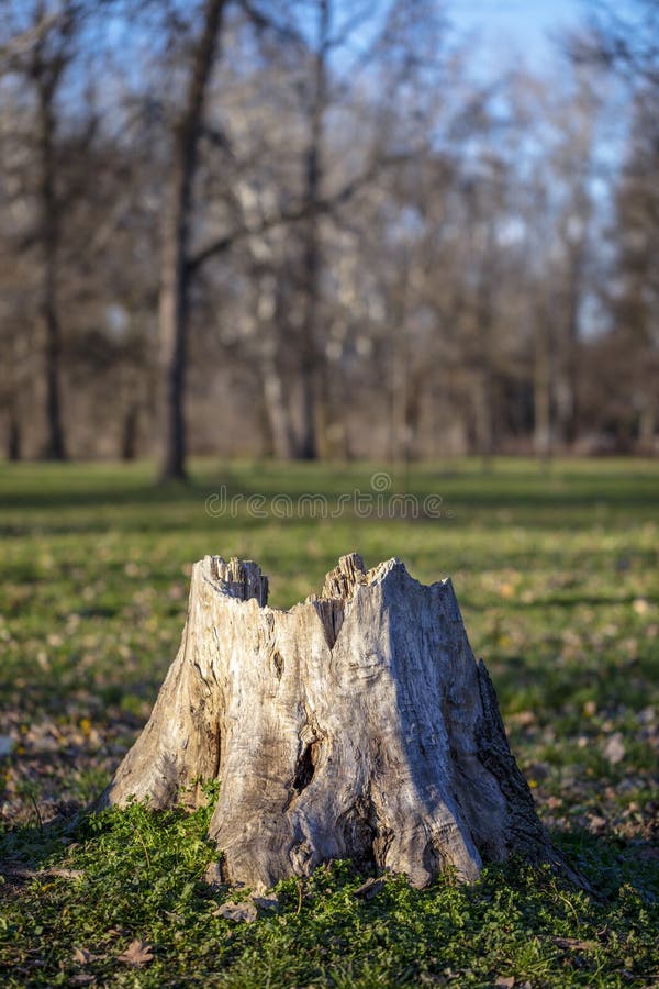 Rotten Tree Stump Vertical stock photo. Image of forestry - 206844740