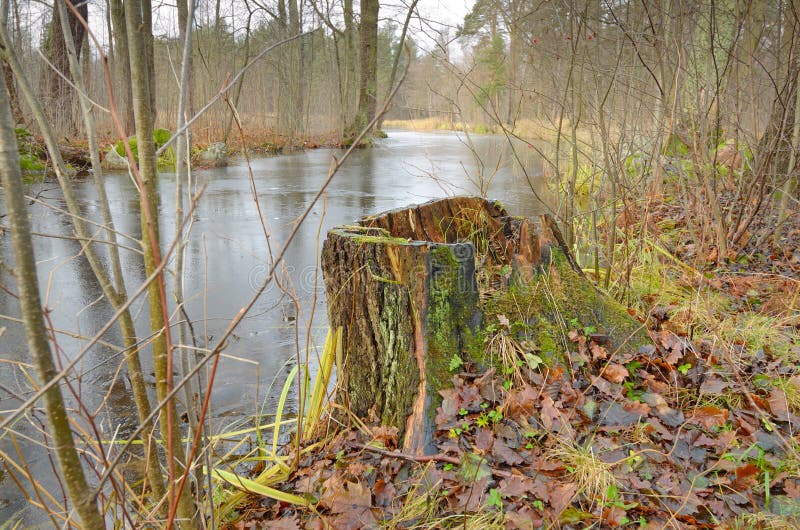 A Rotten Tree Stump in the Woods. Stock Photo - Image of nature, leaves ...