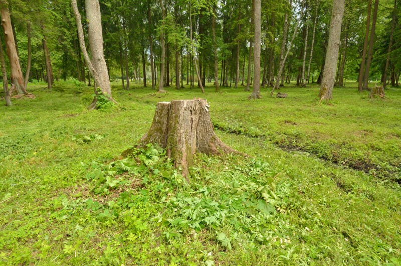 Rotten tree stump stock photo. Image of dead, grassy - 12889424