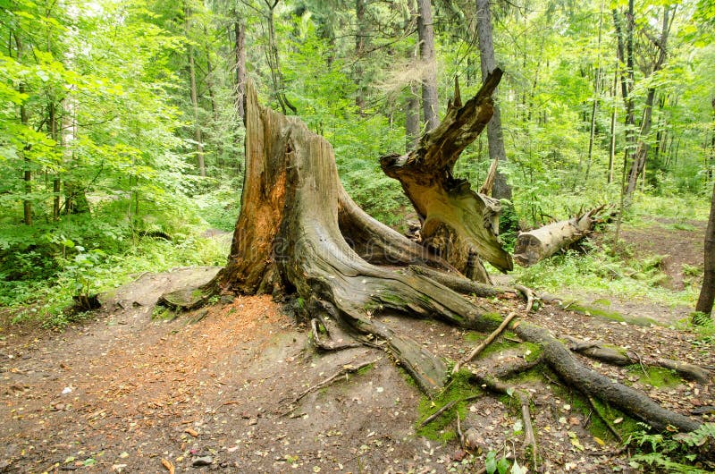 A Rotten Tree Stump in the Woods. Stock Image - Image of nature, grass ...
