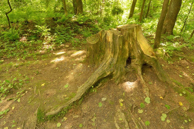 A Rotten Tree Stump in the Woods. Stock Image - Image of grass, forest ...