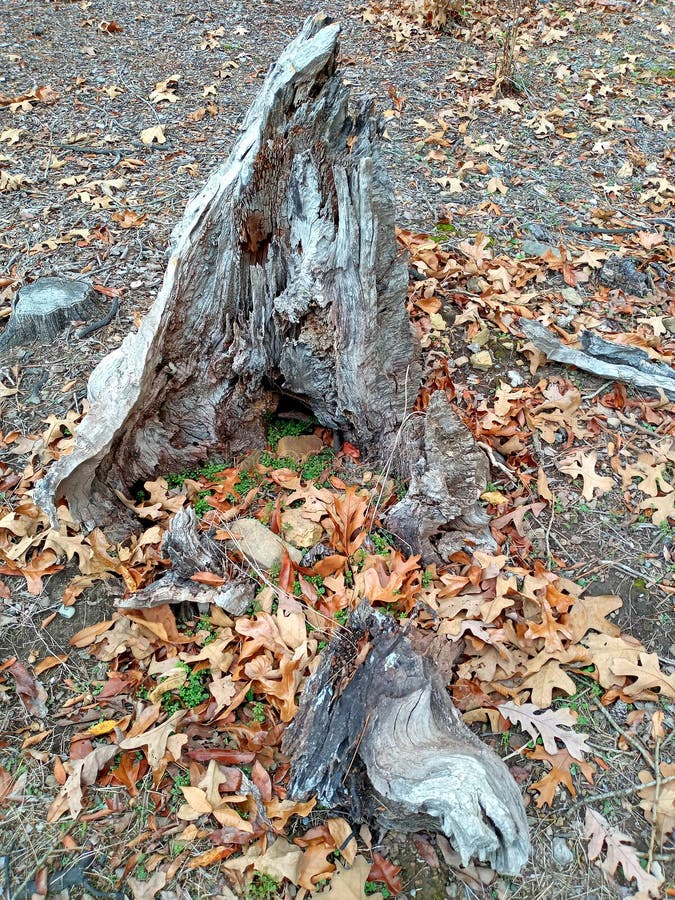 Rotten tree trunk editorial image. Image of rotten, decay - 240652305