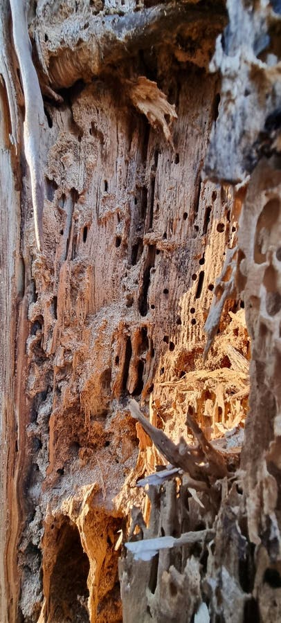 A Rotten Tree Trunk Background with Evening Light Stock Image - Image ...