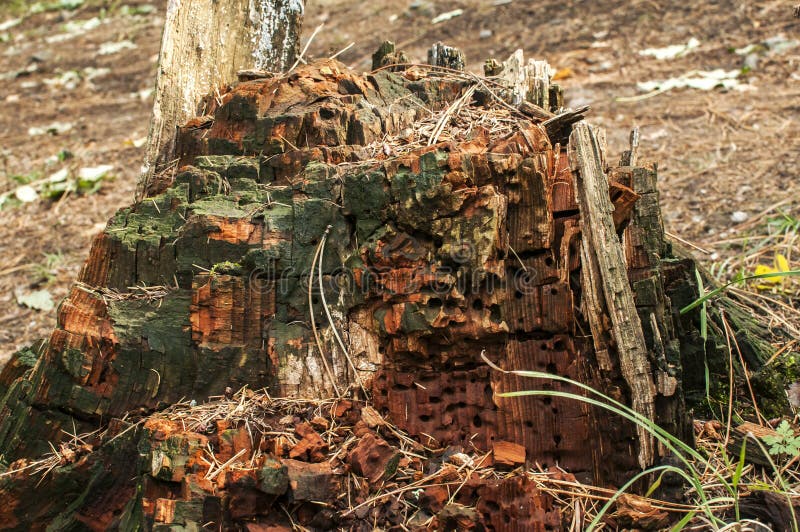 Rotten tree trunk closeup stock image. Image of trunk - 78990643