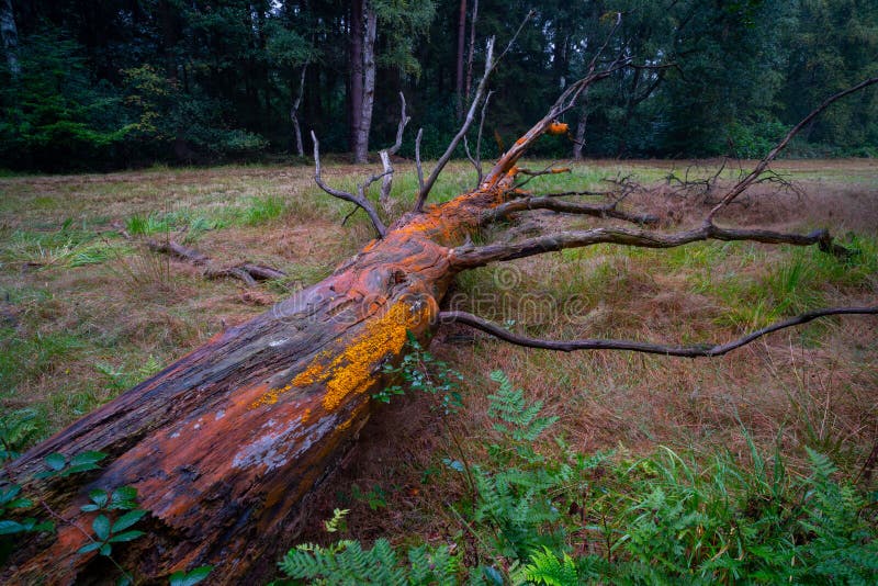 Rotten tree trunk stock image. Image of wood, perish - 257910869