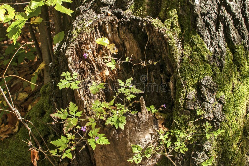 Rotten Tree Trunk with Moss Stock Photo - Image of tree, aging: 79114302