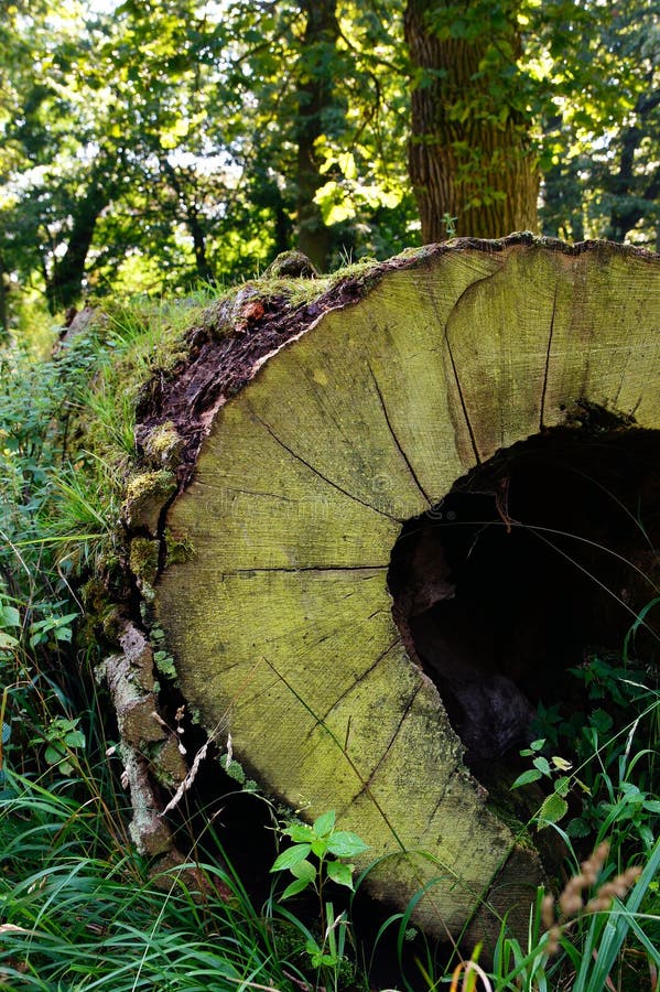 Sawed rotten tree trunk stock image. Image of rustic - 53666315