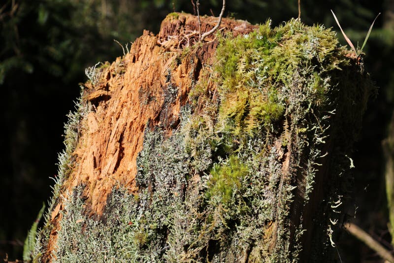 Rotten tree trunk stock photo. Image of rotten, lichen - 97363544