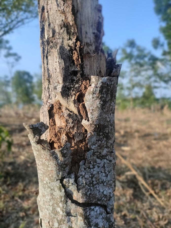 Rotten Tree Trunks Eaten by Termites Stock Photo - Image of twig, eaten ...