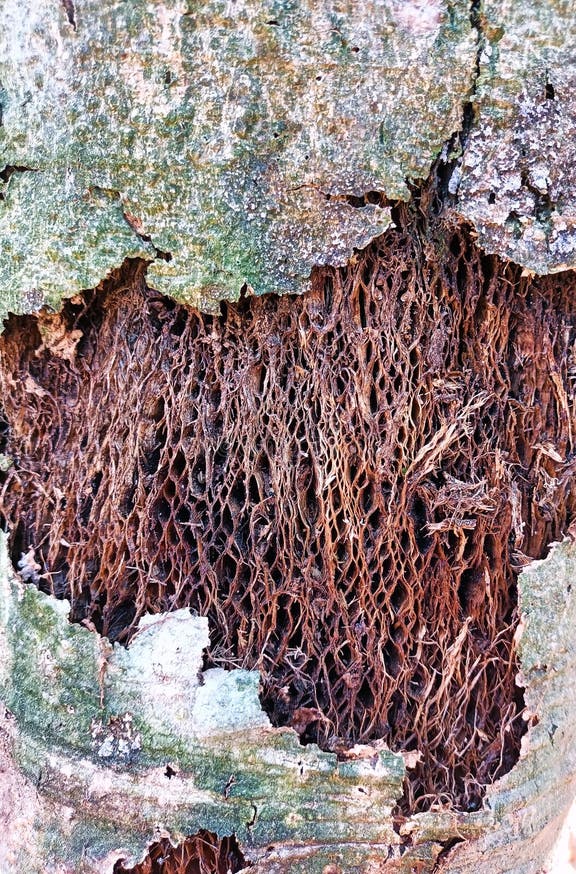 Rotten Tree Trunks and Peeled Bark Stock Photo - Image of winter ...