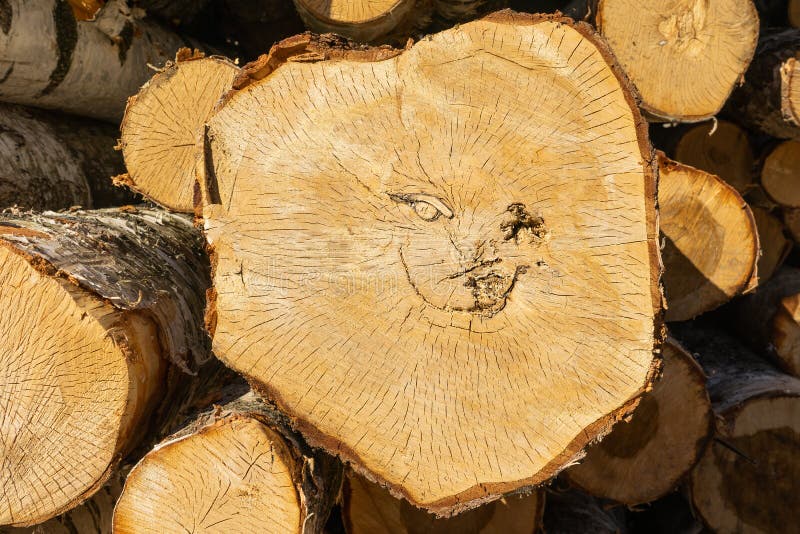 Smiling Face. Closeup of Sawed Tree Trunks. Stock Image - Image of face ...