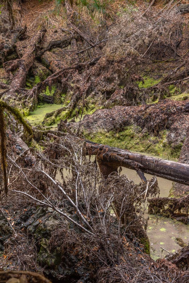 Rotten Trees at Tarkine Forest in Tasmania, Australia Stock Image ...