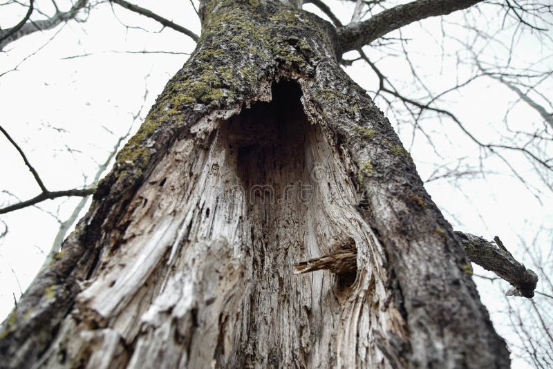 Rotten Trunk of a Dried Tree Stock Image - Image of vertical, plant ...