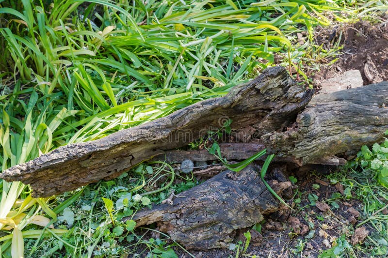 Rotten Trunk of Fallen Old Tree Lying on the Ground Stock Photo - Image ...