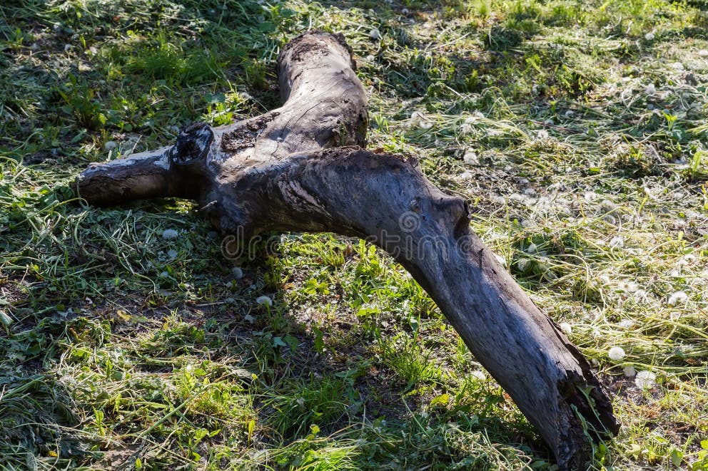 Rotten Trunk of Fallen Old Tree Lying on the Ground Stock Photo - Image ...