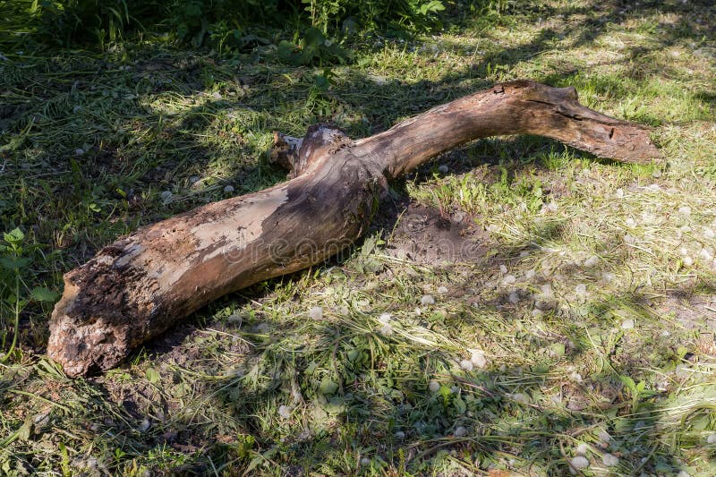 Rotten Trunk of Fallen Old Tree Lying on the Ground Stock Photo - Image ...