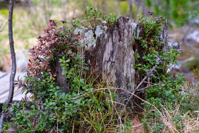 Rotten trunk stock image. Image of natural, rind, environment - 188270007