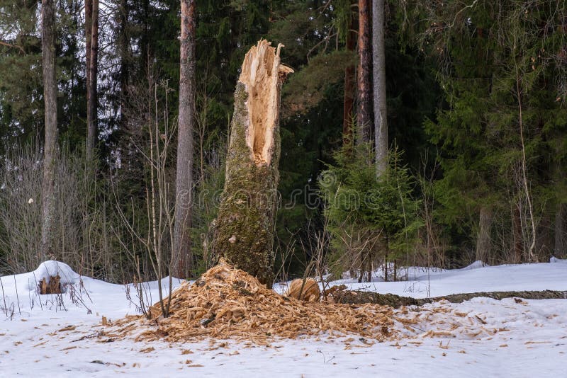 A Thick Trunk of an Old Half-rotted Tree Lying on the Ground Stock ...