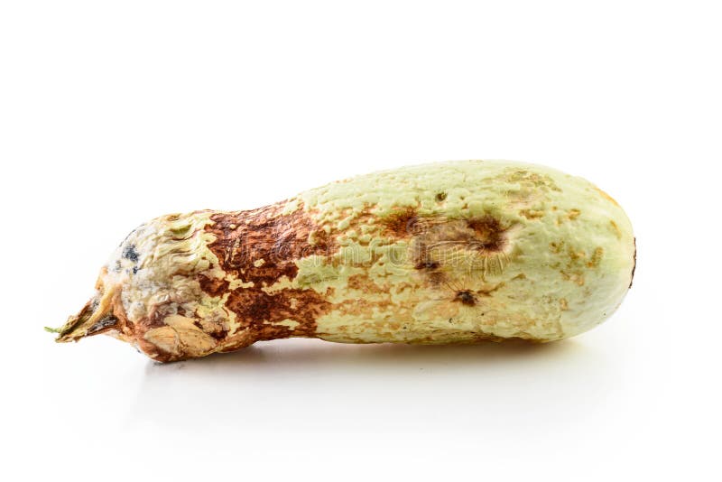 Spoiled Zucchini. Rotten Vegetable Marrow Isolated Stock Photo - Image ...