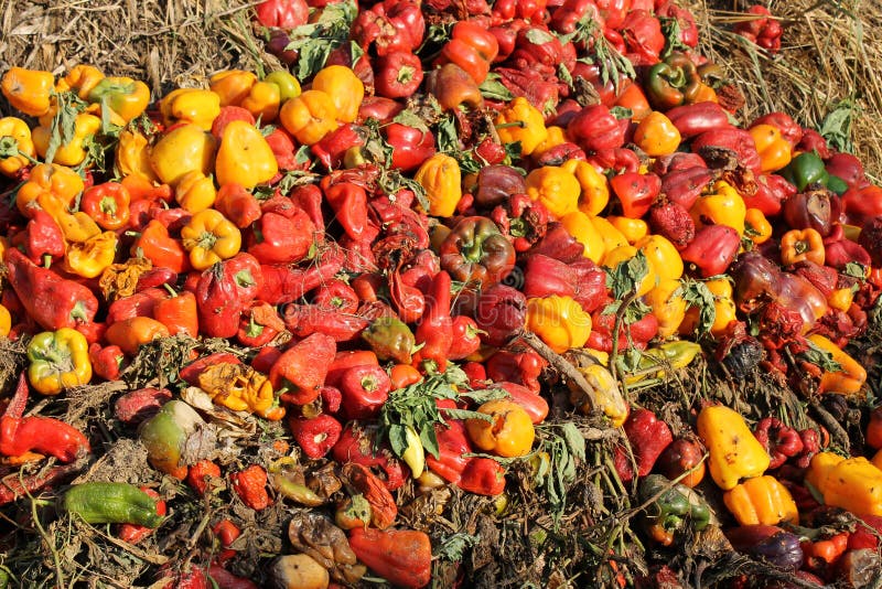 Rotten Vegetables stock photo. Image of straw, peppers - 26660010