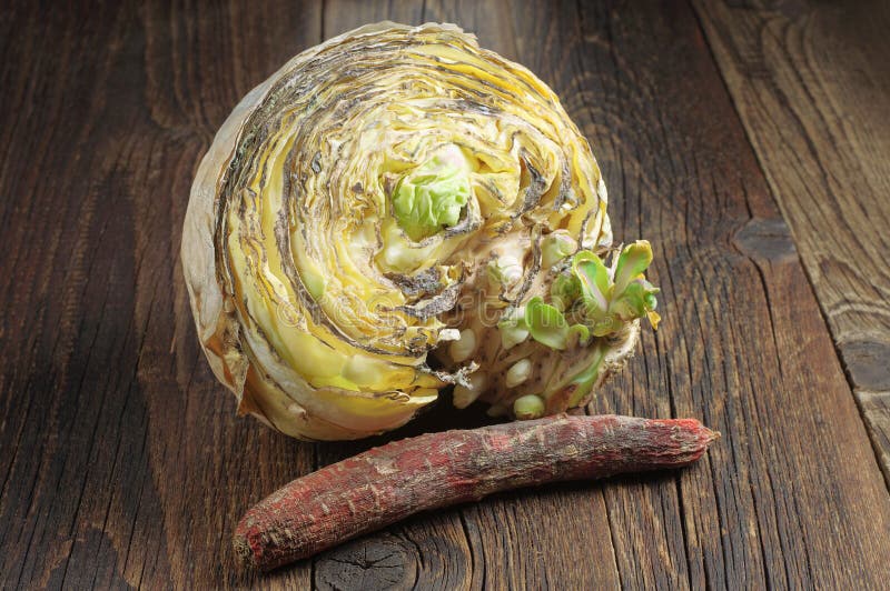 Moldy Onions with Green Sprouts. Never Give Up Stock Photo - Image of ...