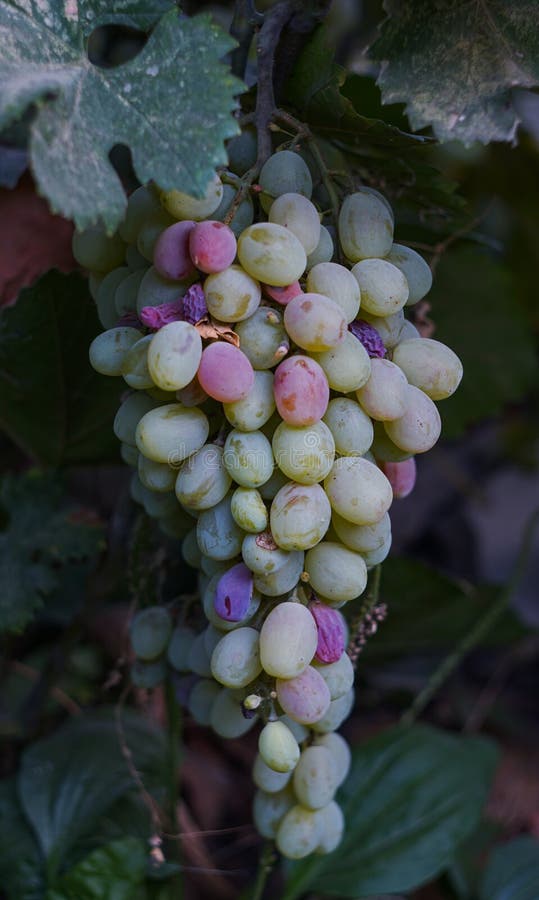 Rotten on the vine stock image. Image of closeup, grape - 286122967
